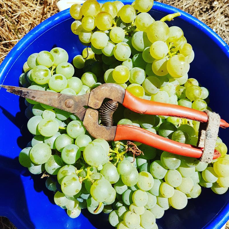 Naked Wines plc - Why Do Winemakers Sample Their Grapes Before Picking?